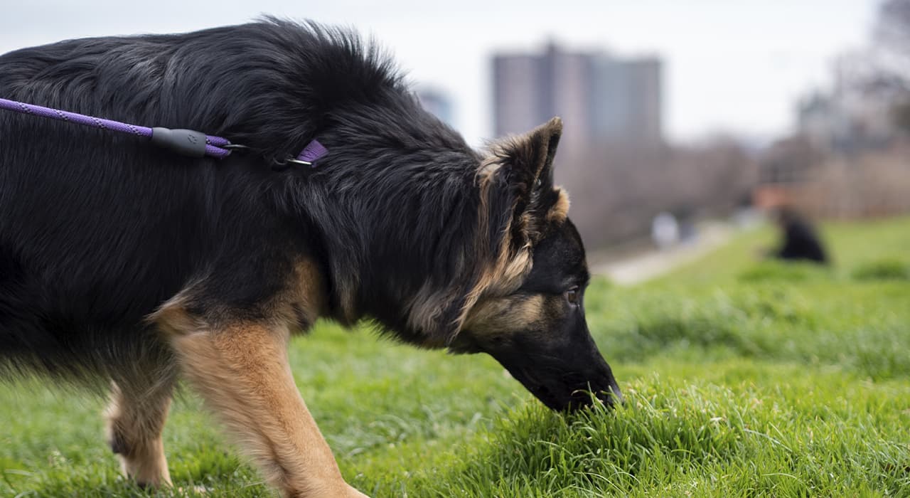 German Shepherd - The Chimp-Chee